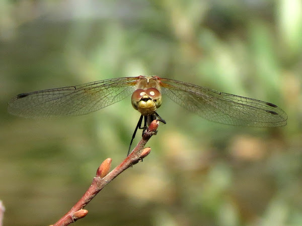 Four-Spotted Skimmer? | Project Noah