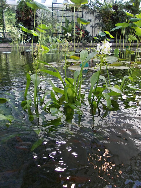 Duck potato | Project Noah