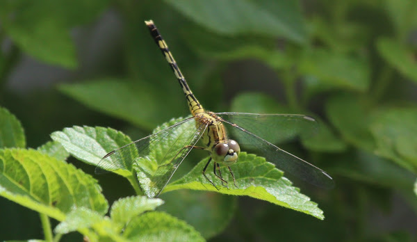 Blue Percher - Female | Project Noah