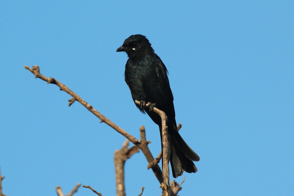 Black Drongo | Project Noah