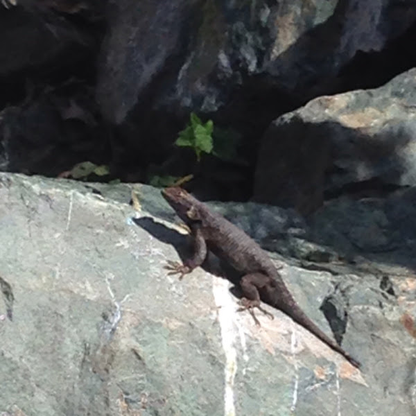 Spotting | Project Noah