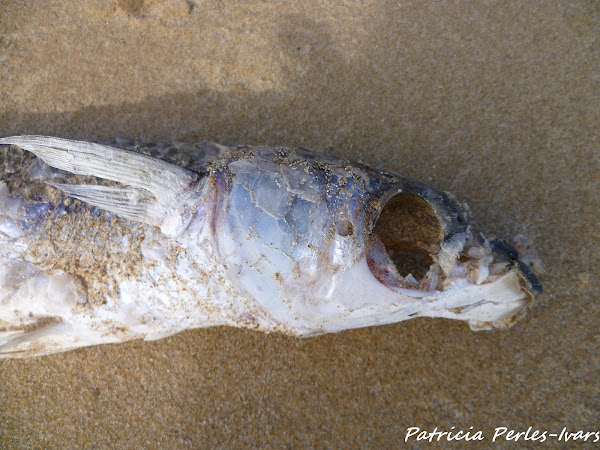 Golden grey mullet | Project Noah