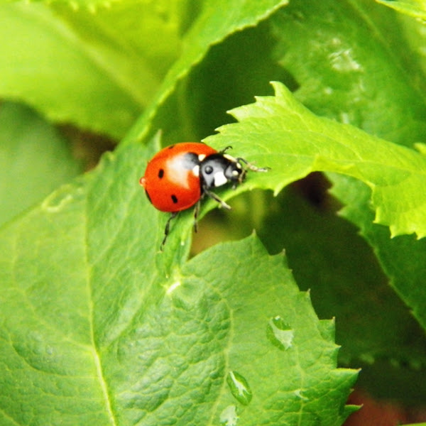 6-spotted Ladybug | Project Noah