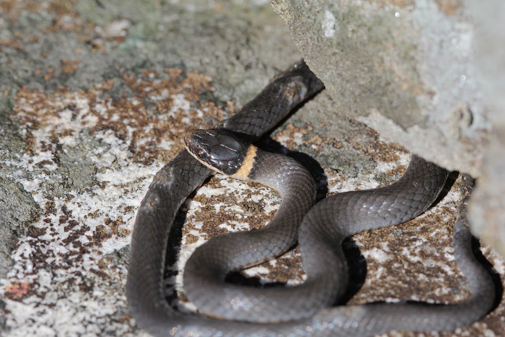 Ringneck Snake | Project Noah