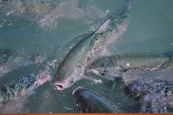 Milkfish | Project Noah