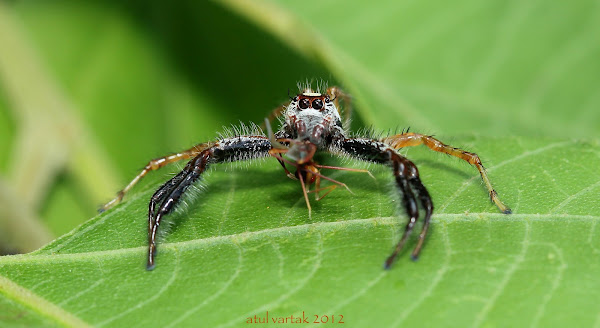 Two Striped Jumping Spider (Male) | Project Noah