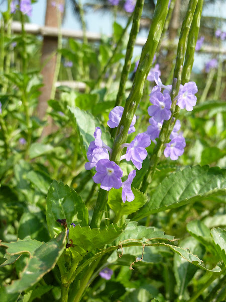 Blue Snakeweed/Porterweed | Project Noah