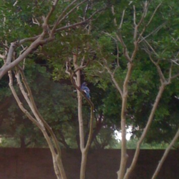 Blue jay | Project Noah