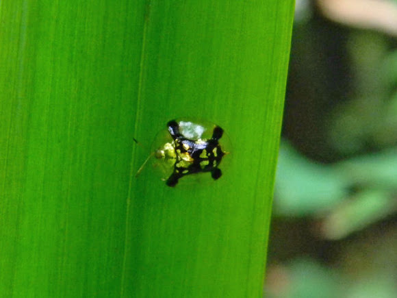 tortoise shell beetle | Project Noah