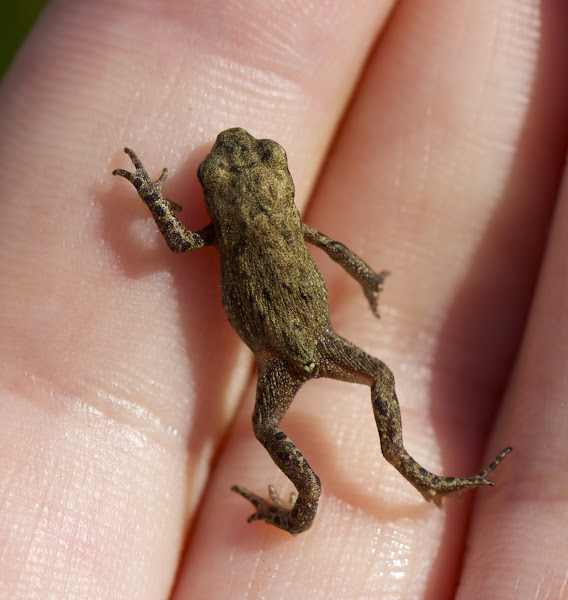 Common toad | Project Noah