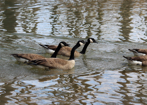Canada geese | Project Noah