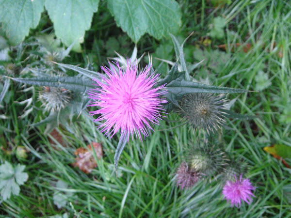 thistle | Project Noah