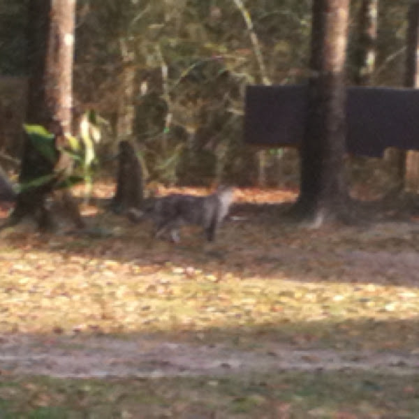 Cat, domesticated | Project Noah