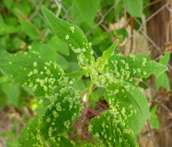 Plant Galls | Project Noah