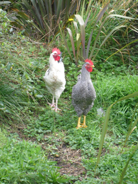 rooster | Project Noah