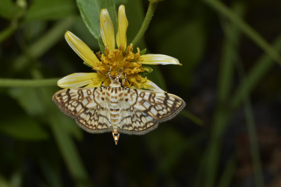 Cotton Leaf Roller Moth | Project Noah