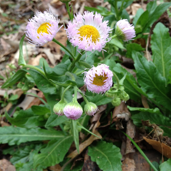 Annual Fleabane | Project Noah