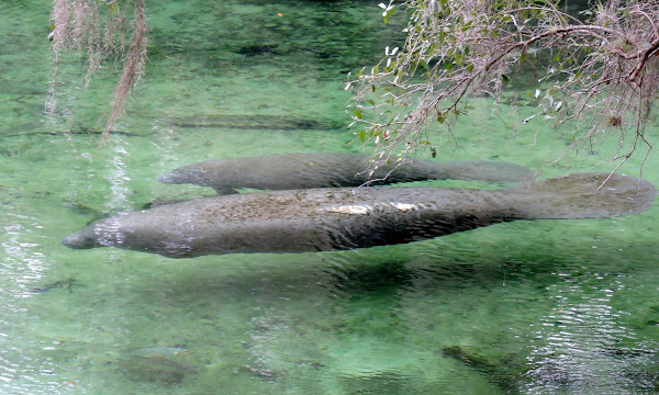 Florida Manatees | Project Noah