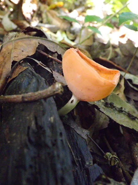 Cookeina speciosa | Project Noah