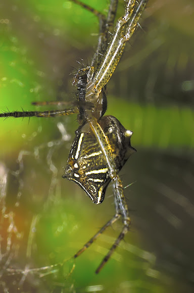 Dome Web Spider | Project Noah