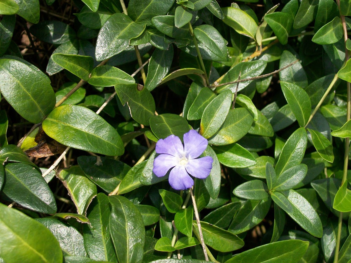 Blue periwinkle | Project Noah