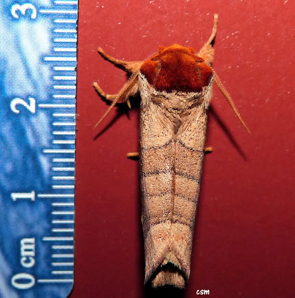 Datana Moth | Project Noah