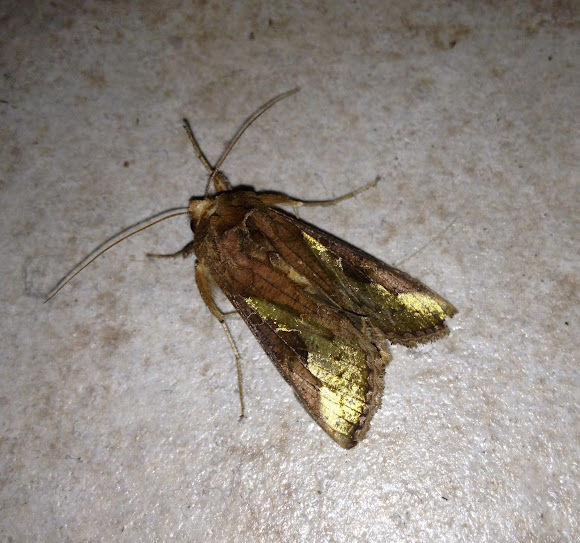 Golden Plusia | Project Noah