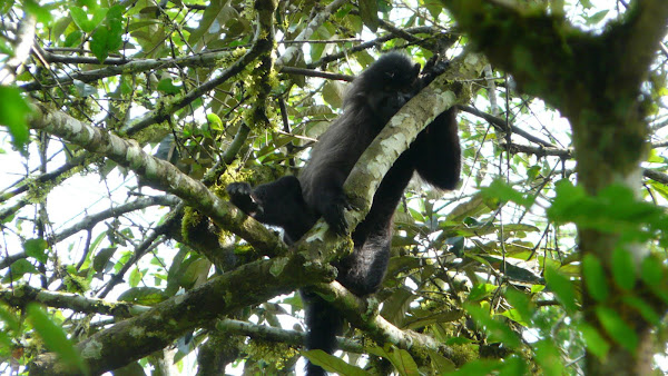 Grey-cheeked mangabey | Project Noah