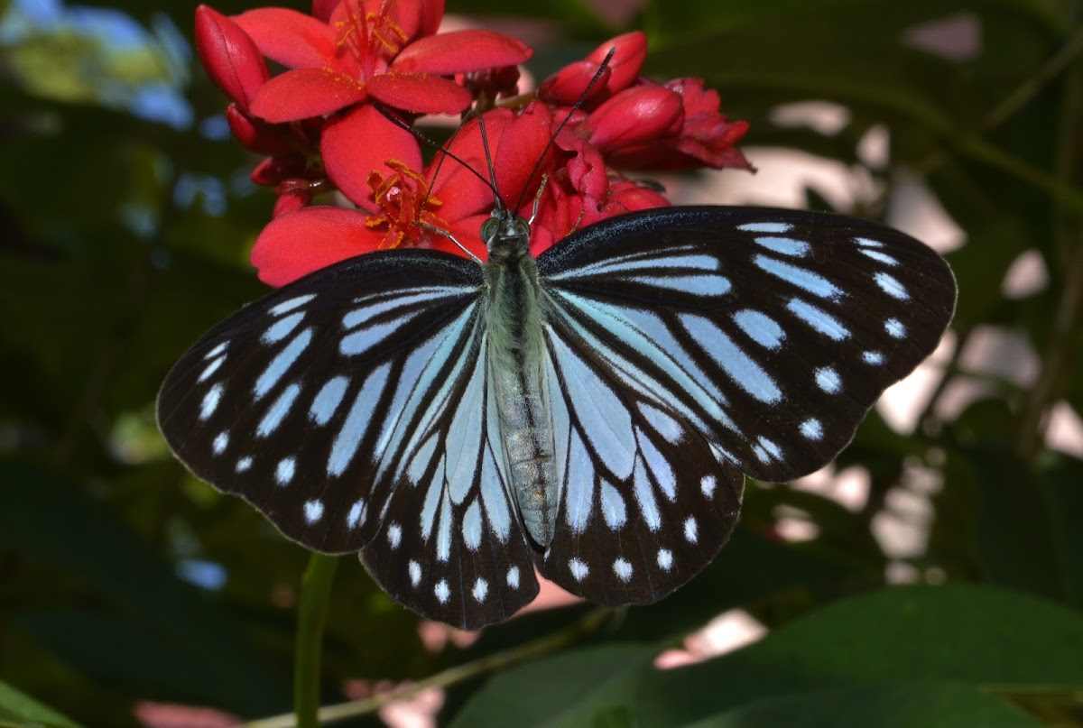 Blue Wanderer Butterfly | Project Noah