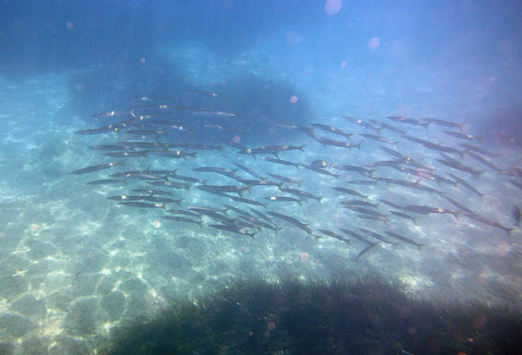 European Barracuda | Project Noah