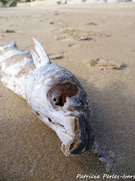 Golden grey mullet | Project Noah