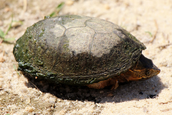 Common Musk Turtle | Project Noah