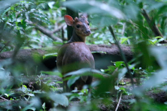 Central American red brocket | Project Noah