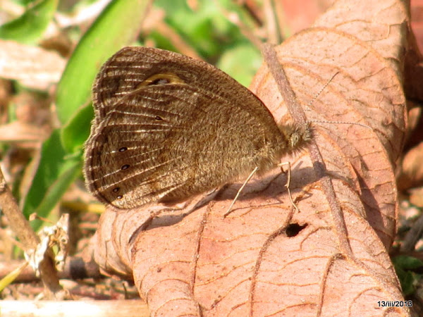 Common Five Ring | Project Noah