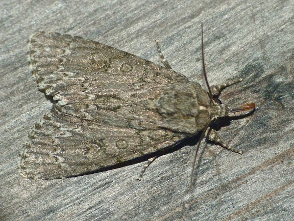 American dagger moth | Project Noah