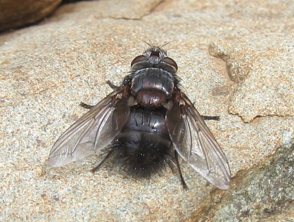 Tachinid Fly | Project Noah
