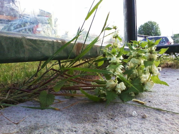 White nettle | Project Noah