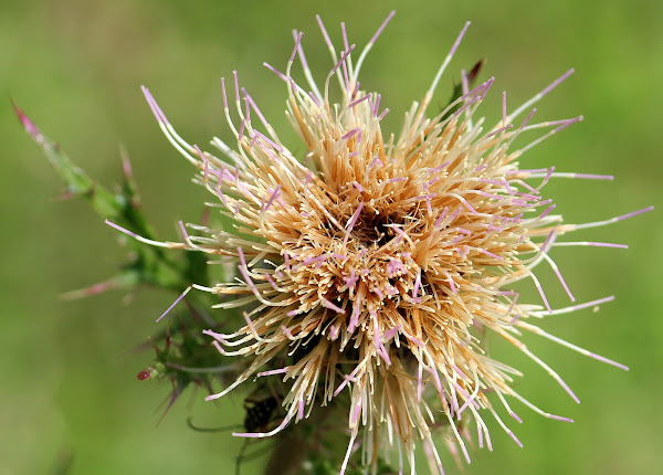 Yellow thistle | Project Noah