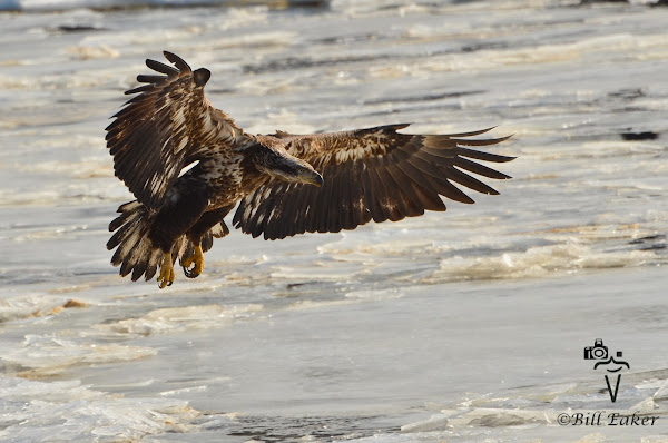 Bald Eagle | Project Noah