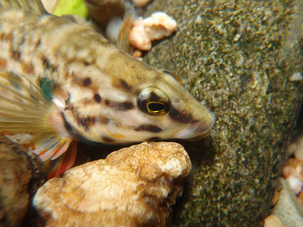 Redline Darter | Project Noah