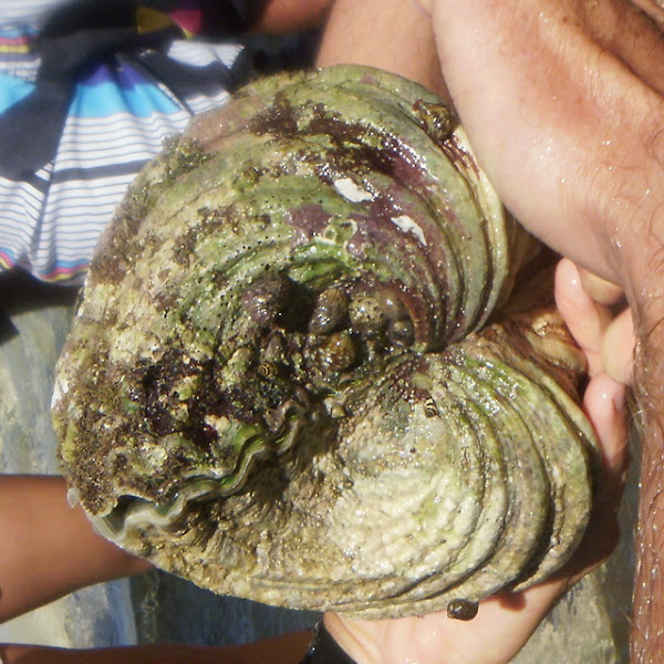 Horseshoe Clam | Project Noah