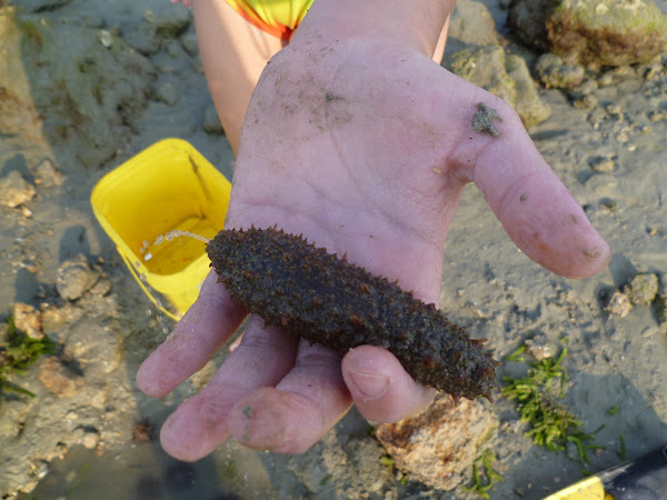 Florida Sea Cucumber | Project Noah