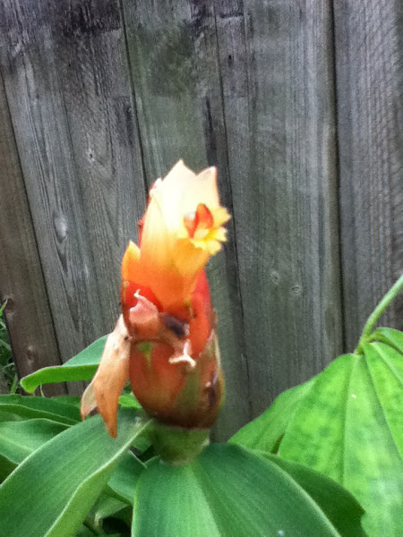 Spiral flag ginger | Project Noah