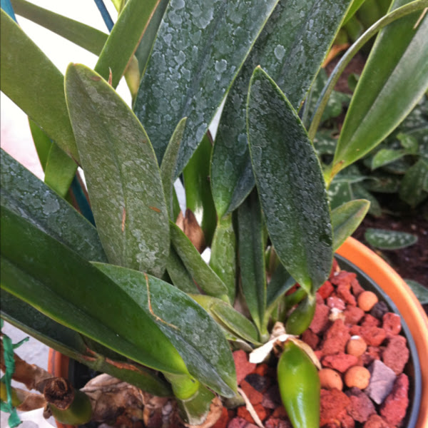 Cattleya hybrid (Buu Lady) | Project Noah