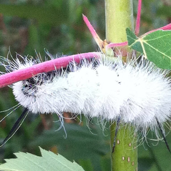 Spotting | Project Noah