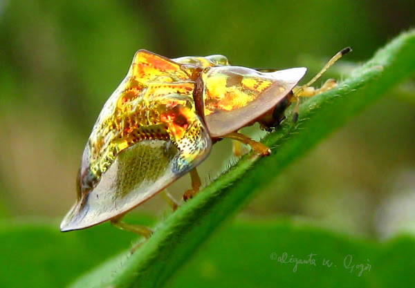 Turtle Beetle~ | Project Noah