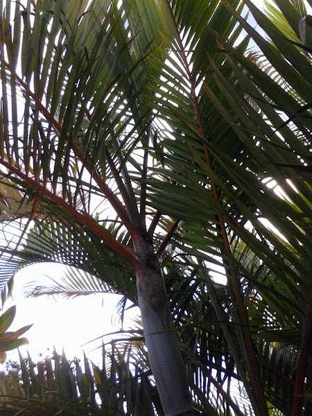 Palm tree | Project Noah