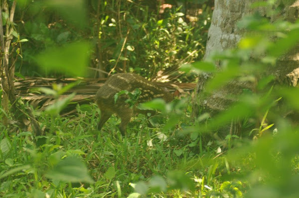 Sri Lankan spotted chevrotain | Project Noah