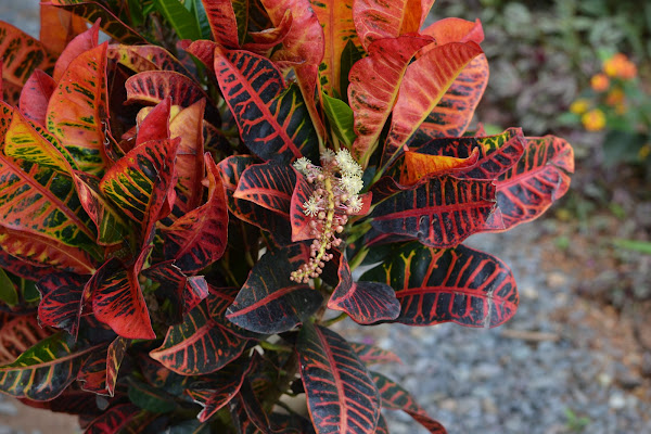 Croto | Project Noah