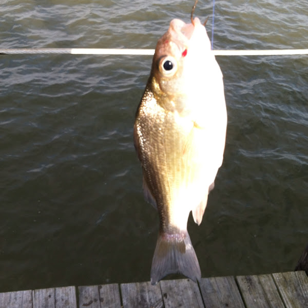 White Perch | Project Noah